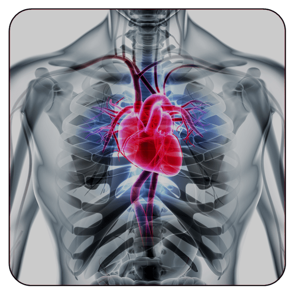 Differential Diagnosis of Common Adult Cardiovascular Disorders - Part ...