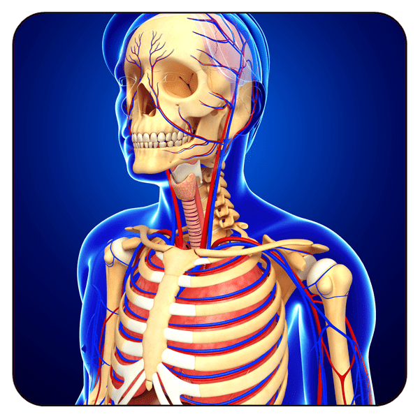 Differential Diagnosis of Common Musculoskeletal Disorders Part 1 ...