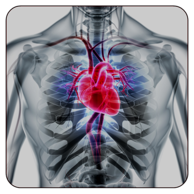 Differential Diagnosis of Common Adult Cardiovascular Disorders - Part ...